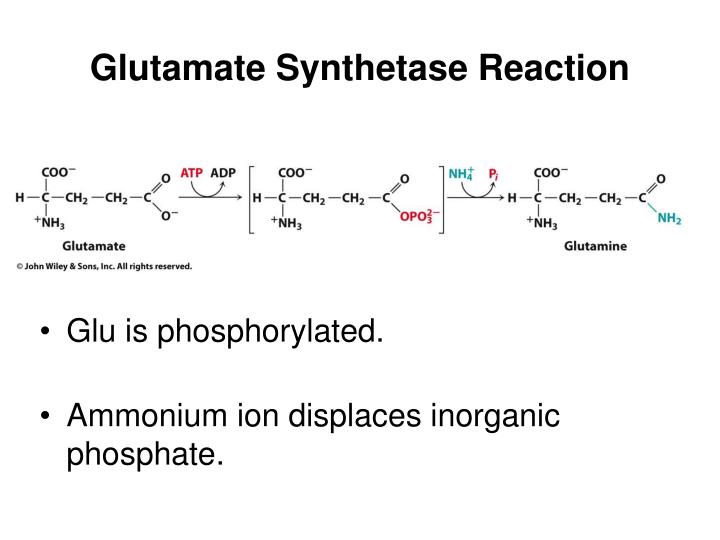 PPT - Lecture Notes for Chapter 18 Nitrogen Metabolism PowerPoint ...