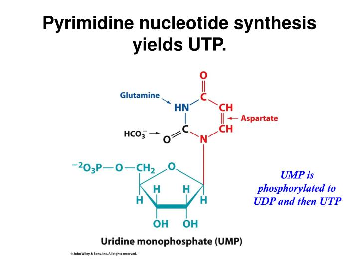 PPT - Lecture Notes for Chapter 18 Nitrogen Metabolism PowerPoint ...