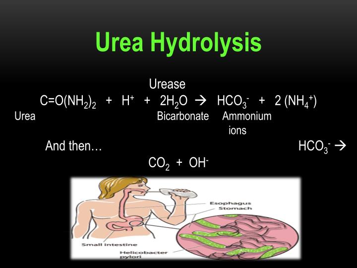 PPT - Helicobacter pylori update PowerPoint Presentation - ID:2240402