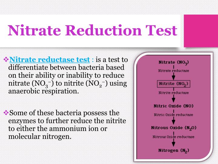 PPT - Urease Test PowerPoint Presentation - ID:2240416
