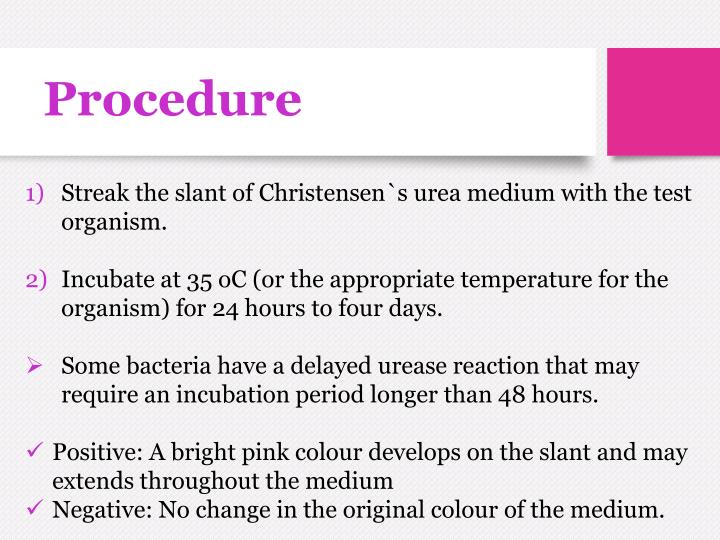 PPT - Urease Test PowerPoint Presentation - ID:2240416