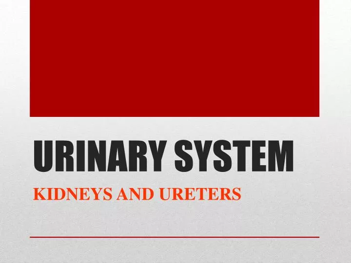 PPT - URINARY SYSTEM PowerPoint Presentation, free download - ID:2240478