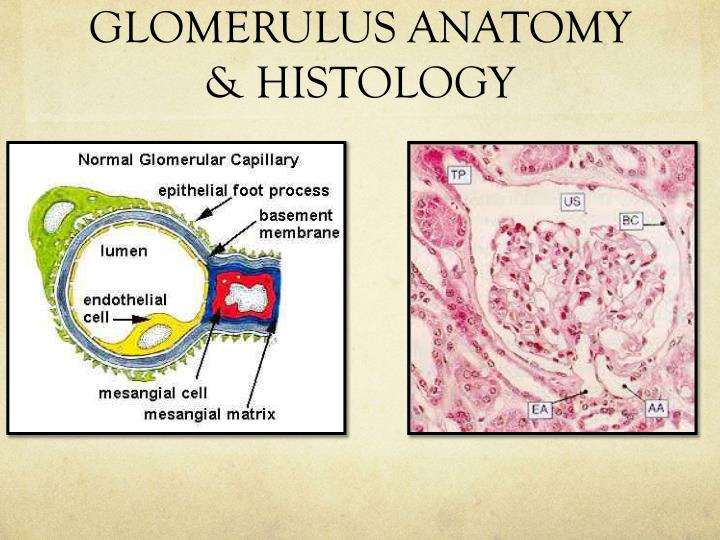PPT - RAD 240 Pathology PowerPoint Presentation - ID:2240500