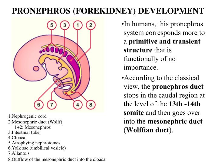 PPT - DEVELOPMENT OF UROGENITAL SYSTEM PowerPoint Presentation - ID:2240534