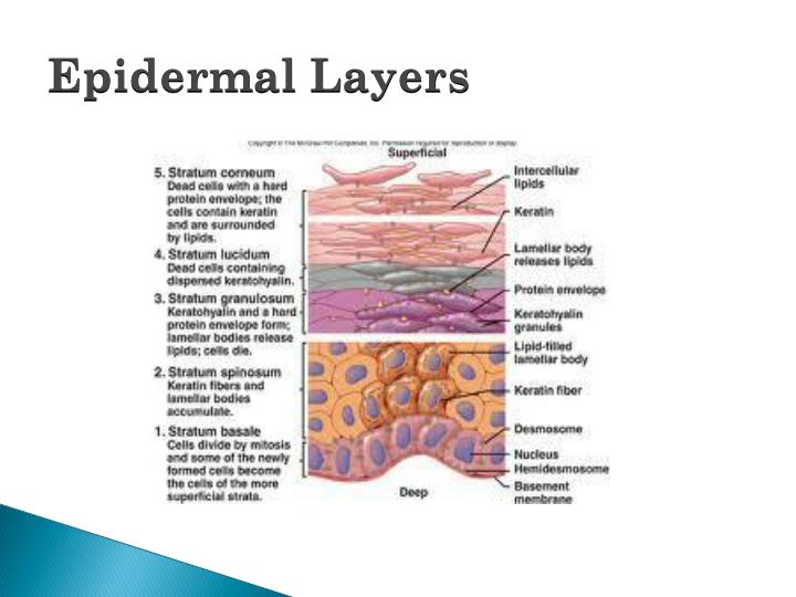 PPT - The Integumentary System PowerPoint Presentation - ID:2240663