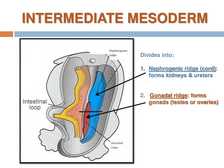 PPT - Prof. Ahmed Fathalla Ibrahim PowerPoint Presentation - ID:2240706
