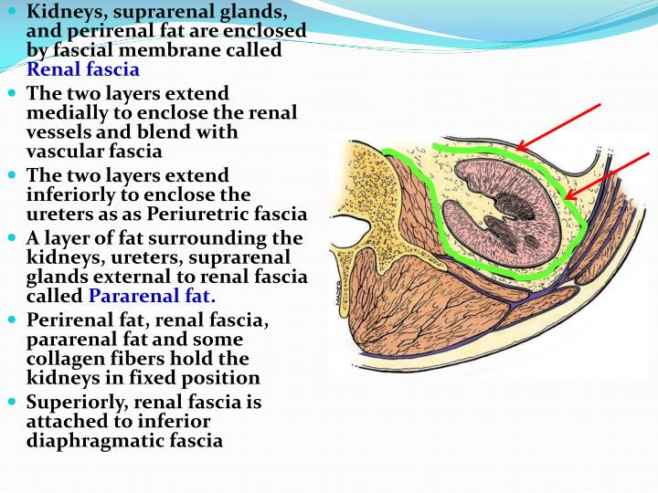 PPT - Anatomy of The Kidney & Ureter PowerPoint Presentation - ID:2240729