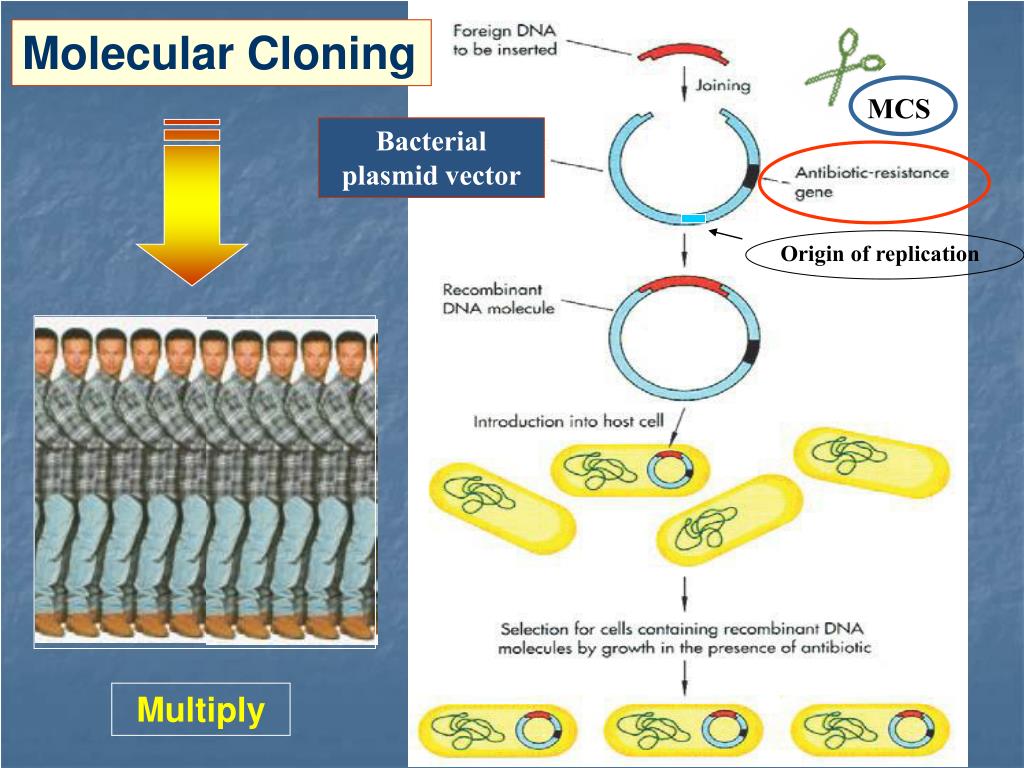 Molecular Cloning Vectors Types Characteristics Ppt - vrogue.co Molecular Cloning Vectors Types Characteristics Ppt - vrogue.co