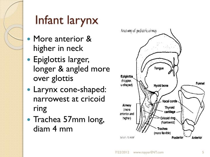 PPT - Laryngo Tracheo Bronchial Foreign Bodies PowerPoint Presentation ...