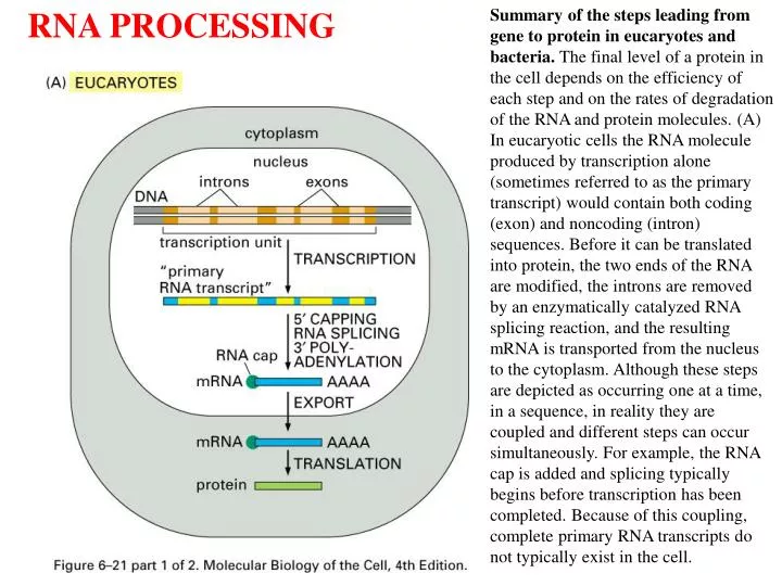PPT - RNA PROCESSING PowerPoint Presentation, free download - ID:2240956