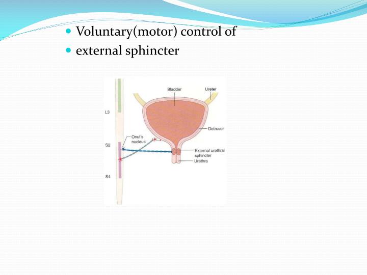 PPT - MICTURITION REFLEX PowerPoint Presentation - ID:2241161