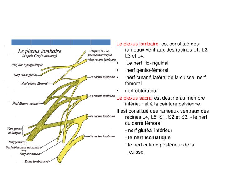 Lesions Du Plexus Lombaire – Plexus Lombal Schéma – KPPT