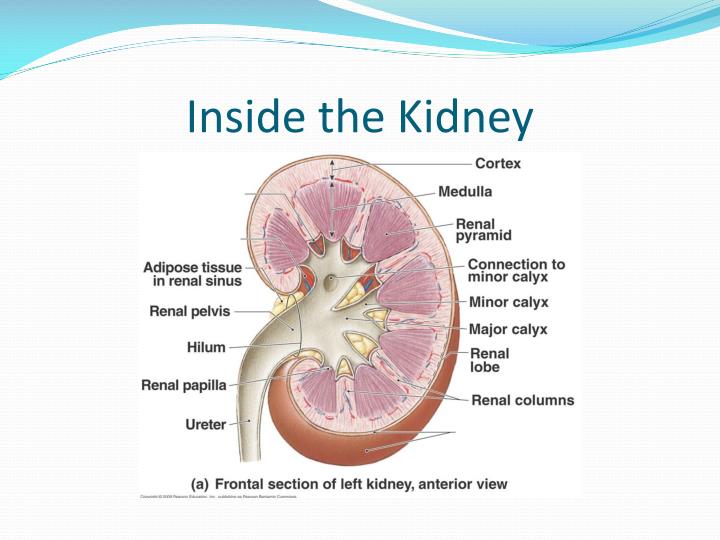 PPT - The Urinary System PowerPoint Presentation - ID:2241328