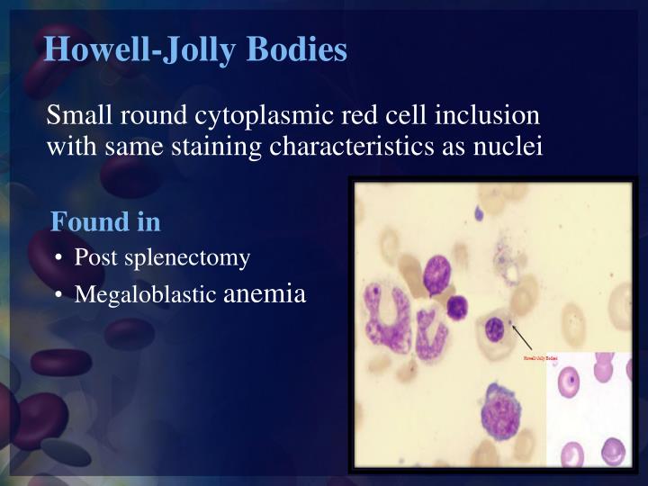 PPT - RBC’s Morphology PowerPoint Presentation - ID:2241450