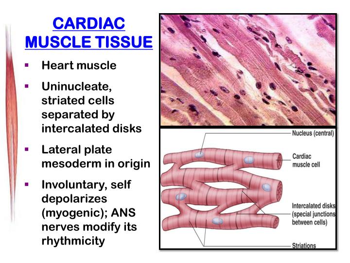 PPT - VERTEBRATE MUSCULAR SYSTEM PowerPoint Presentation - ID:2241561