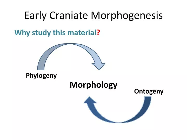 PPT - Early Craniate Morphogenesis PowerPoint Presentation, free ...