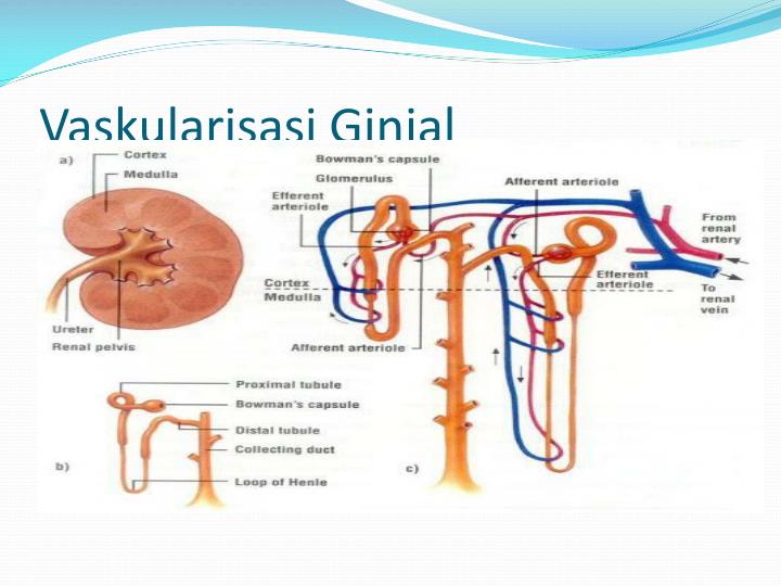 PPT - UROLITHIASIS PowerPoint Presentation - ID:2241594