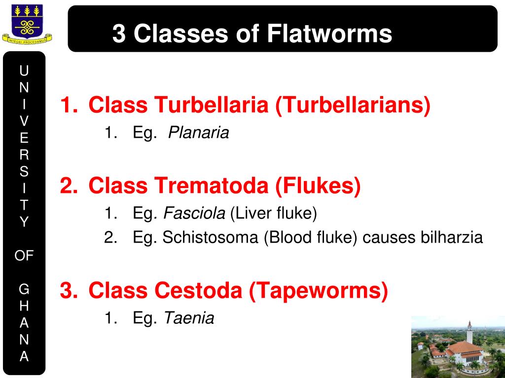 PPT - DIVERSITY OF NATURE SURVEY a KINGDOM ANIMALIA PowerPoint ...