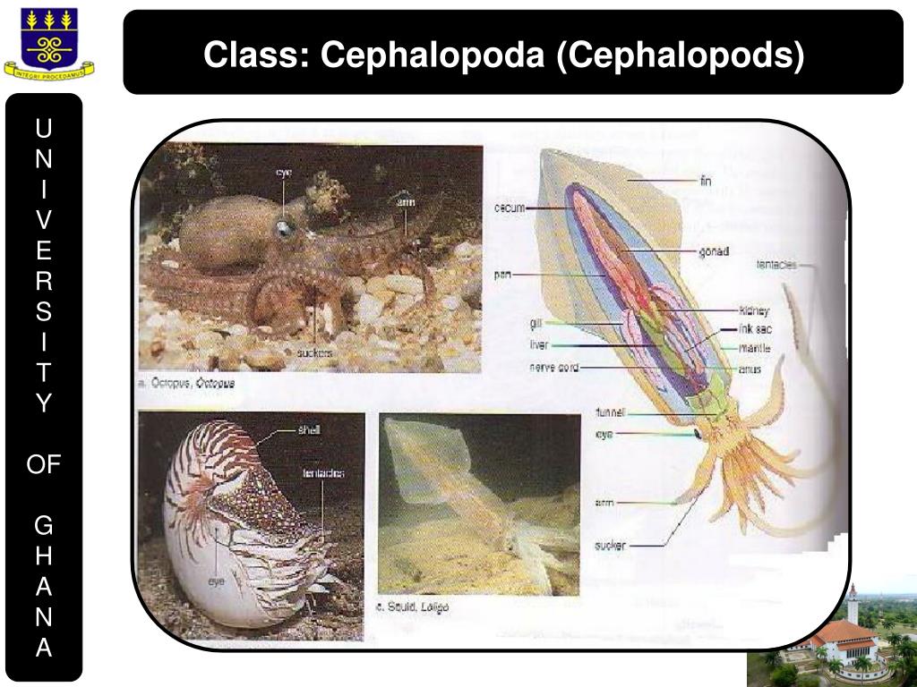 PPT - DIVERSITY OF NATURE SURVEY a KINGDOM ANIMALIA PowerPoint ...