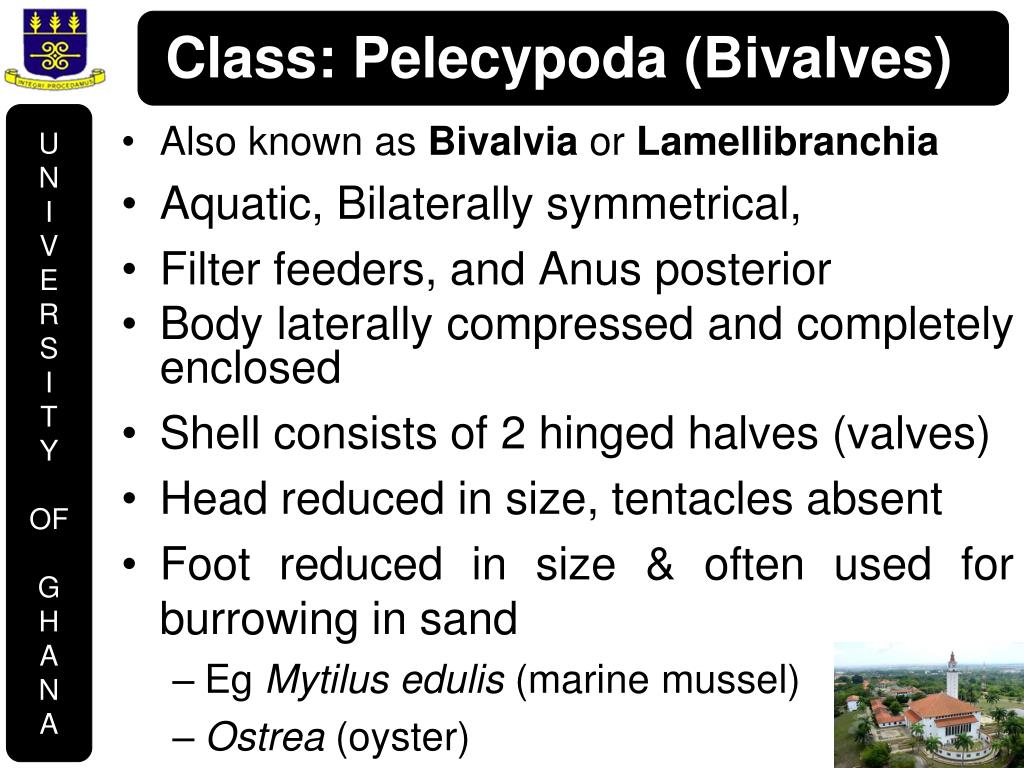 PPT - DIVERSITY OF NATURE SURVEY a KINGDOM ANIMALIA PowerPoint ...