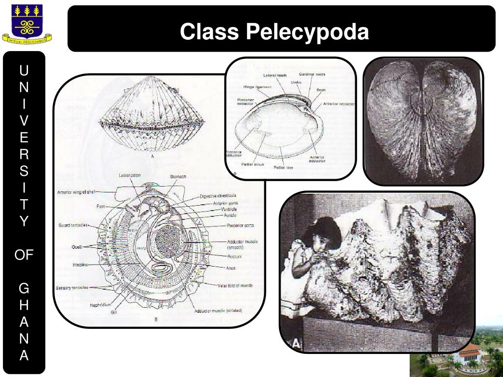 PPT - DIVERSITY OF NATURE SURVEY a KINGDOM ANIMALIA PowerPoint ...