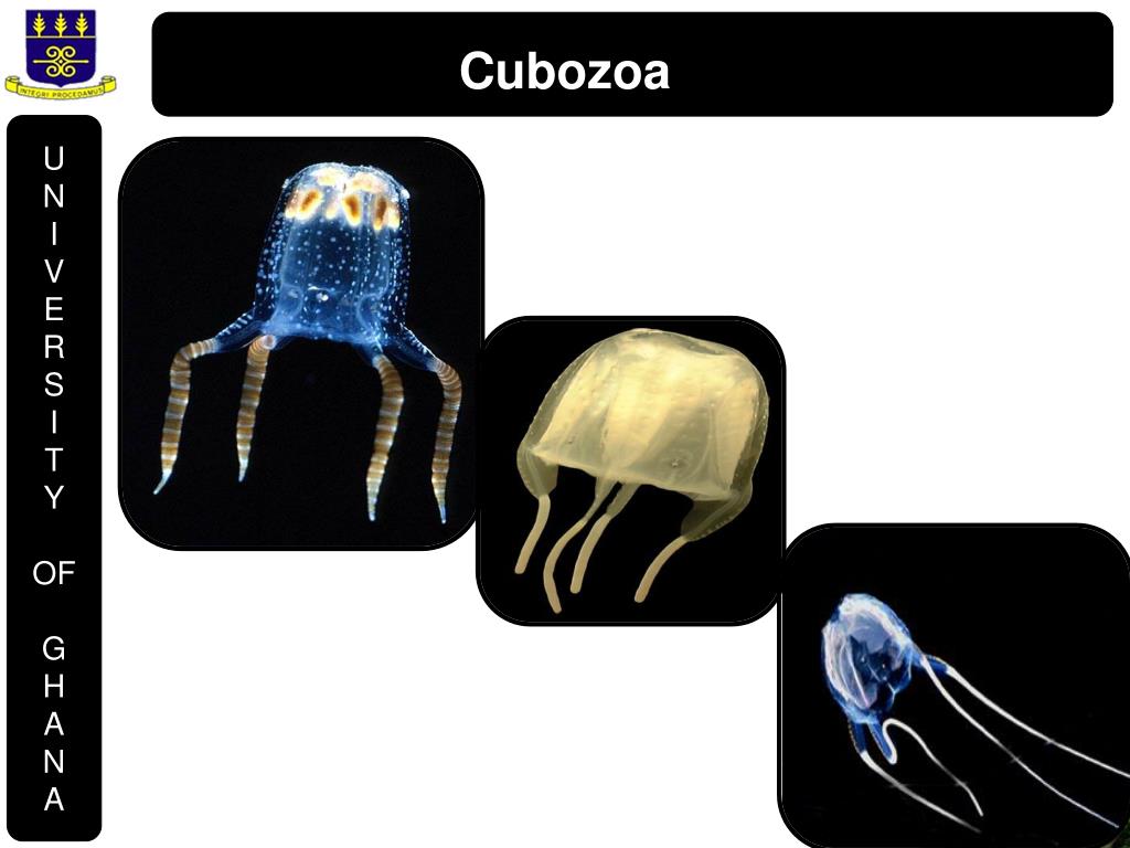 PPT - DIVERSITY OF NATURE SURVEY a KINGDOM ANIMALIA PowerPoint ...