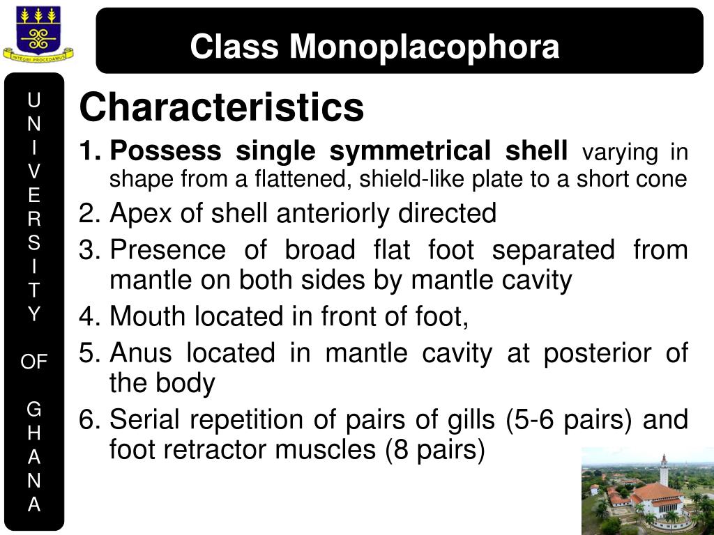 PPT - DIVERSITY OF NATURE SURVEY a KINGDOM ANIMALIA PowerPoint ...
