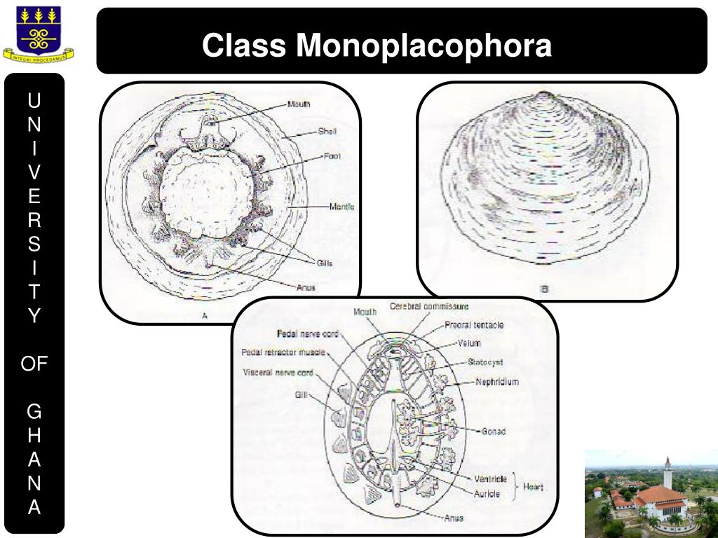 PPT - DIVERSITY OF NATURE SURVEY a KINGDOM ANIMALIA PowerPoint ...