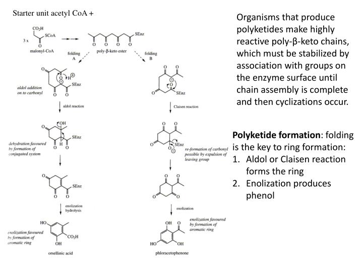 PPT - The wonderful world of polyketides PowerPoint Presentation - ID ...