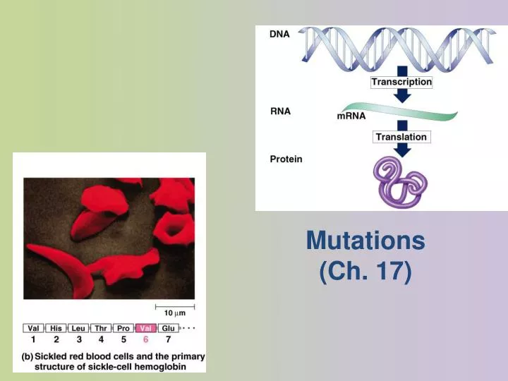 PPT - Mutations (Ch. 17) PowerPoint Presentation, free download - ID ...