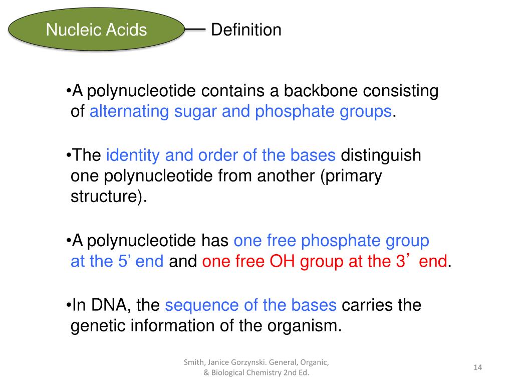 Polynucleotide Definition