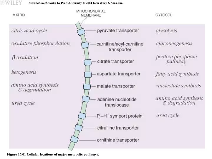 PPT - Figure 16.01 Cellular locations of major metabolic pathways ...