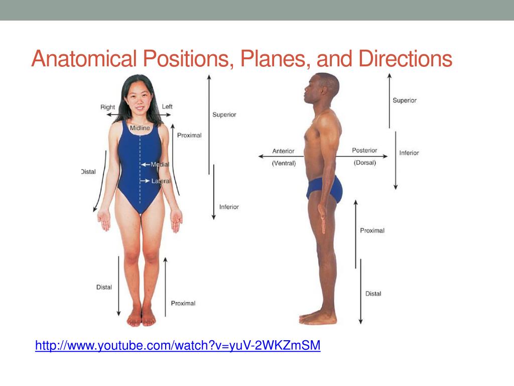 Ppt Med 103 Medical Terminology Powerpoint Presentation Free