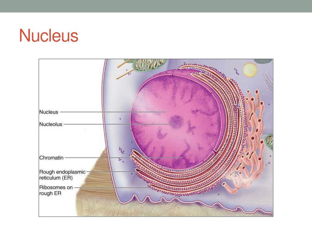 PPT - MED 103: Medical Terminology PowerPoint Presentation, free ...