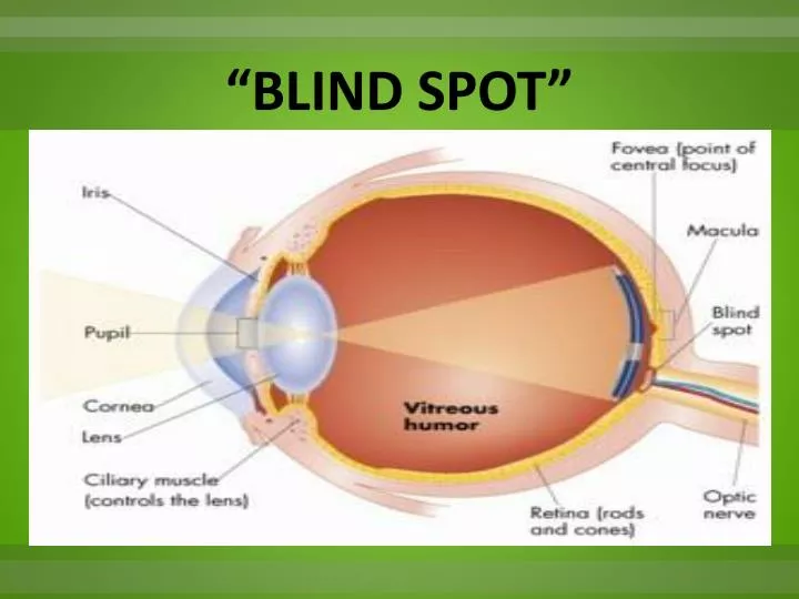 PPT - “BLIND SPOT” PowerPoint Presentation, free download - ID:2242892