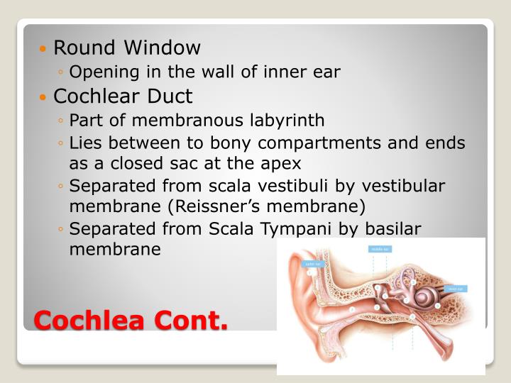 PPT - Sense of Hearing and Equilibrium PowerPoint Presentation - ID:2242920