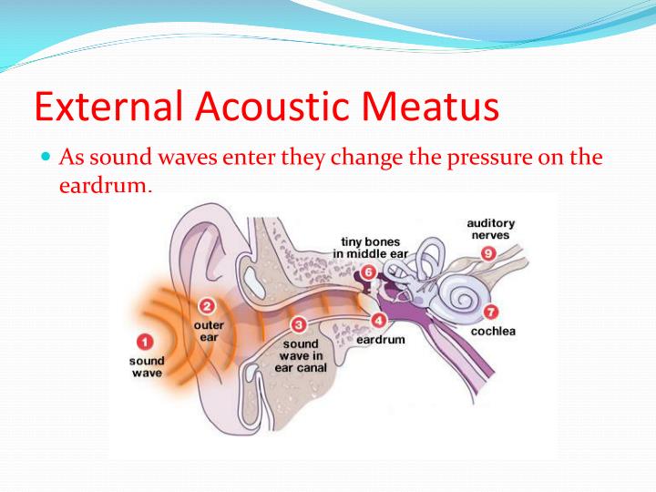 PPT - Sense of Hearing and Equilibrium PowerPoint Presentation - ID:2242920