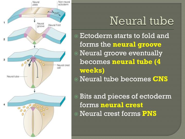 PPT - Immunology PowerPoint Presentation - ID:2242932