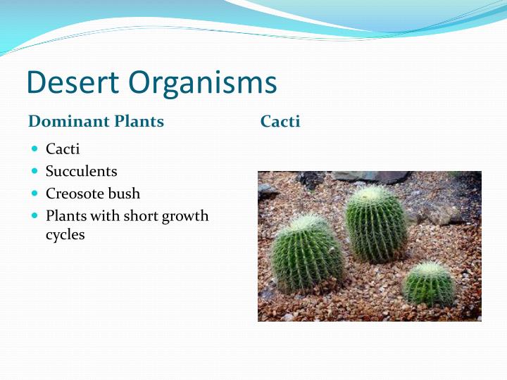 PPT - Intro to Biomes PowerPoint Presentation - ID:2243091