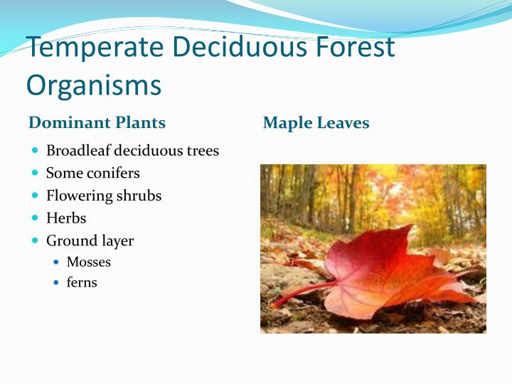 PPT - Intro to Biomes PowerPoint Presentation - ID:2243091