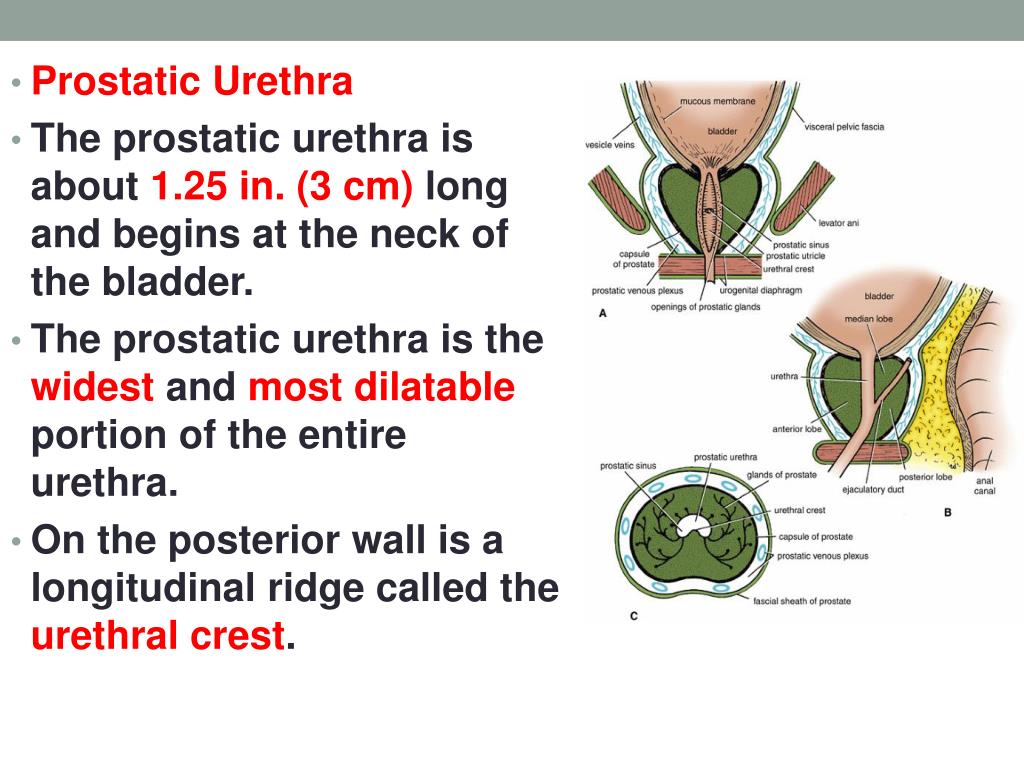 PPT - Prostate , seminal vesicle and ejaculatory duct PowerPoint ...