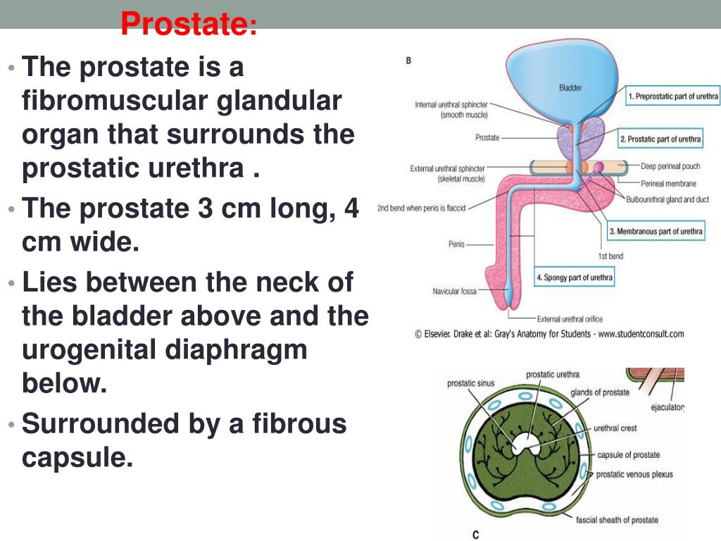 Ppt Prostate Seminal Vesicle And Ejaculatory Duct Powerpoint Presentation Id2243181