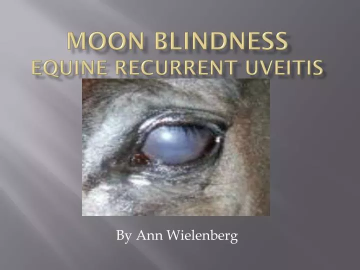 PPT - Moon Blindness Equine Recurrent Uveitis PowerPoint Presentation ...