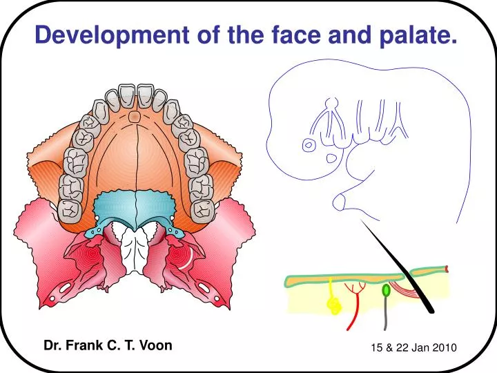 PPT - Development of the face and palate. PowerPoint Presentation, free ...