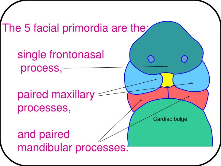 PPT - Development of the face and palate. PowerPoint Presentation - ID ...