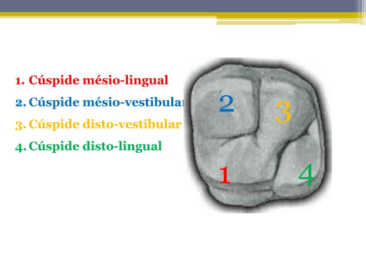 PPT - MOLARES SUPERIORES PowerPoint Presentation - ID:2243791