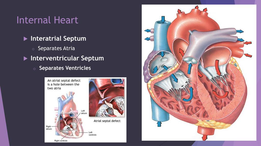 PPT - Internal Heart PowerPoint Presentation, free download - ID:2243834