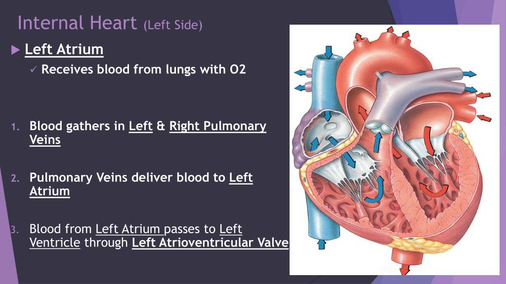 PPT - Internal Heart PowerPoint Presentation, free download - ID:2243834