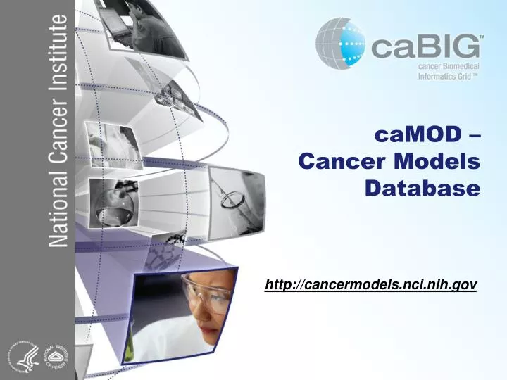 PPT - caMOD – Cancer Models Database PowerPoint Presentation, free ...