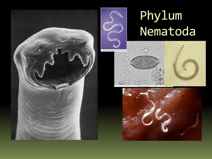 PPT - Phylum Nematoda PowerPoint Presentation, free download - ID:2243878
